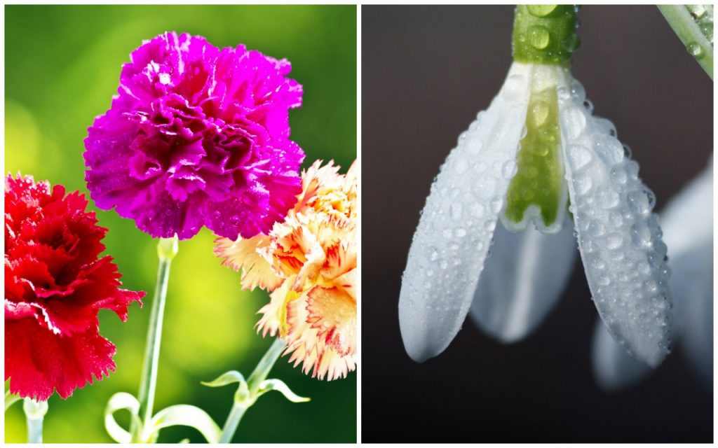 Birth Month Flowers and their Meanings - Good Living Guide
