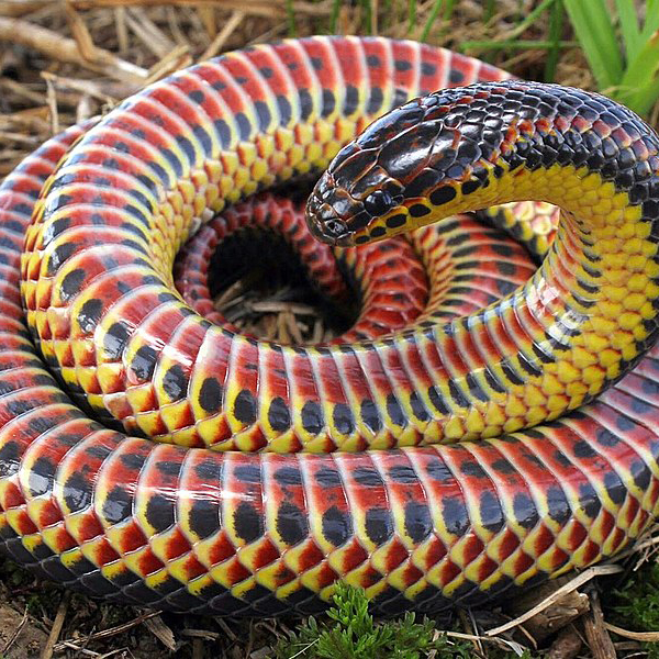 Rare Rainbow Snake Spotted In Florida For The First Time Since 1969