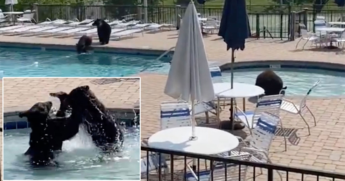 Seven Black Bears Crash Pool Party at Gatlinburg Resort